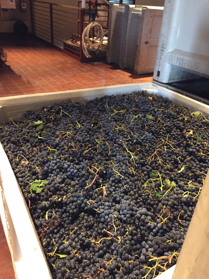 A taste of commercial winemaking – The Chaos Within